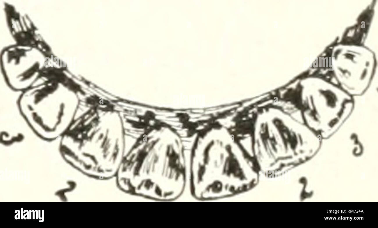 Chisel like teeth hi-res stock photography and images - Alamy