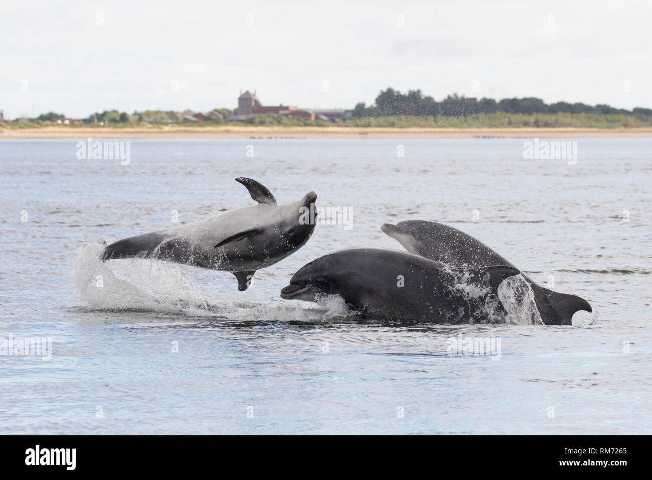 Three Bottlenose dolphin (Tursiops truncatus) leaping/breaching in the ...