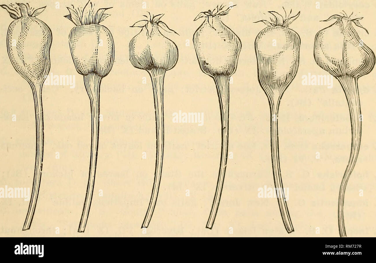 Pear midge hi-res stock photography and images - Alamy