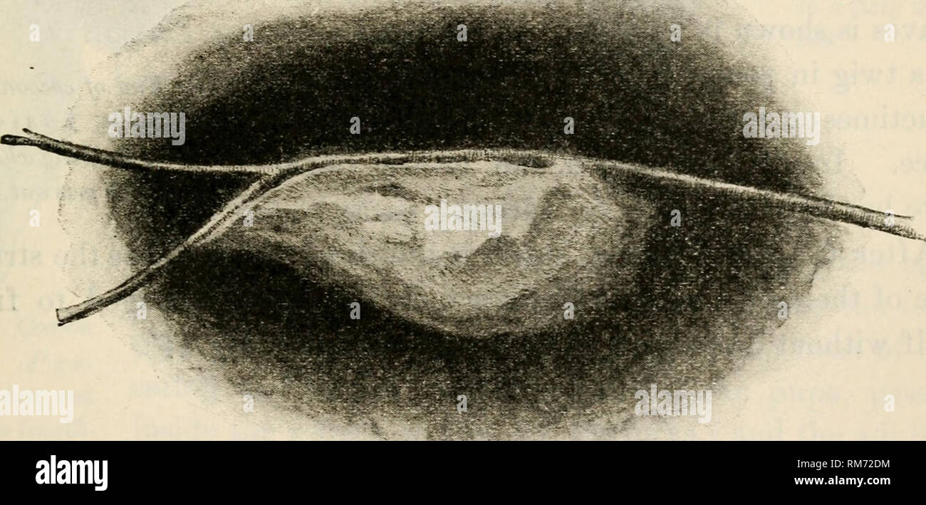 Cecropia tree fruit hi-res stock photography and images - Alamy