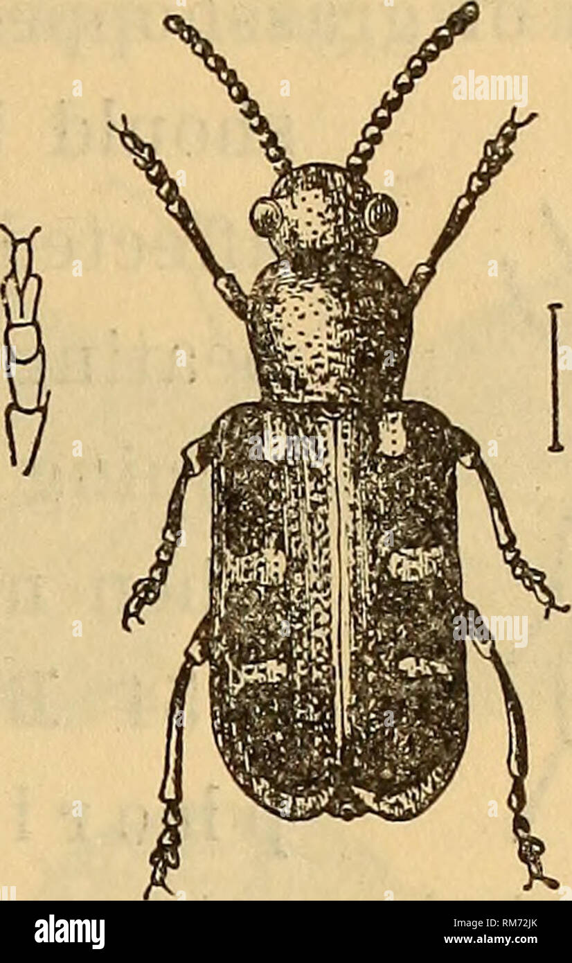 Plaster beetles hi-res stock photography and images - Alamy