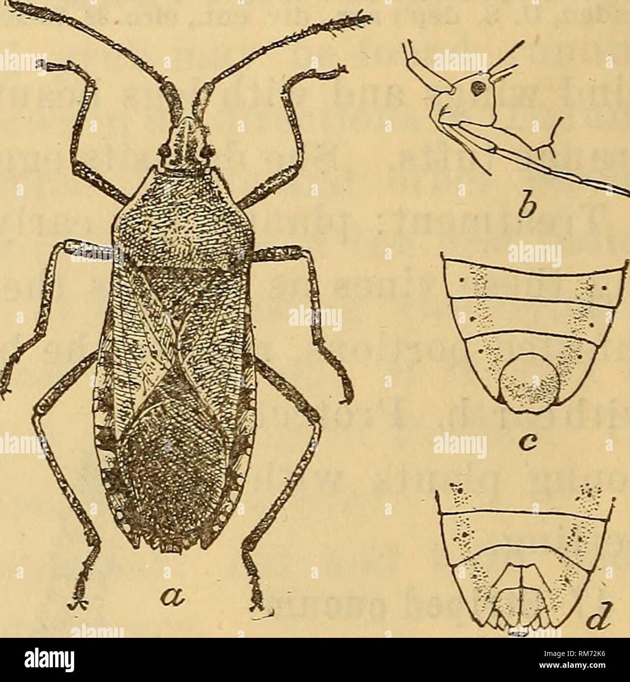 Plaster beetles hi-res stock photography and images - Alamy