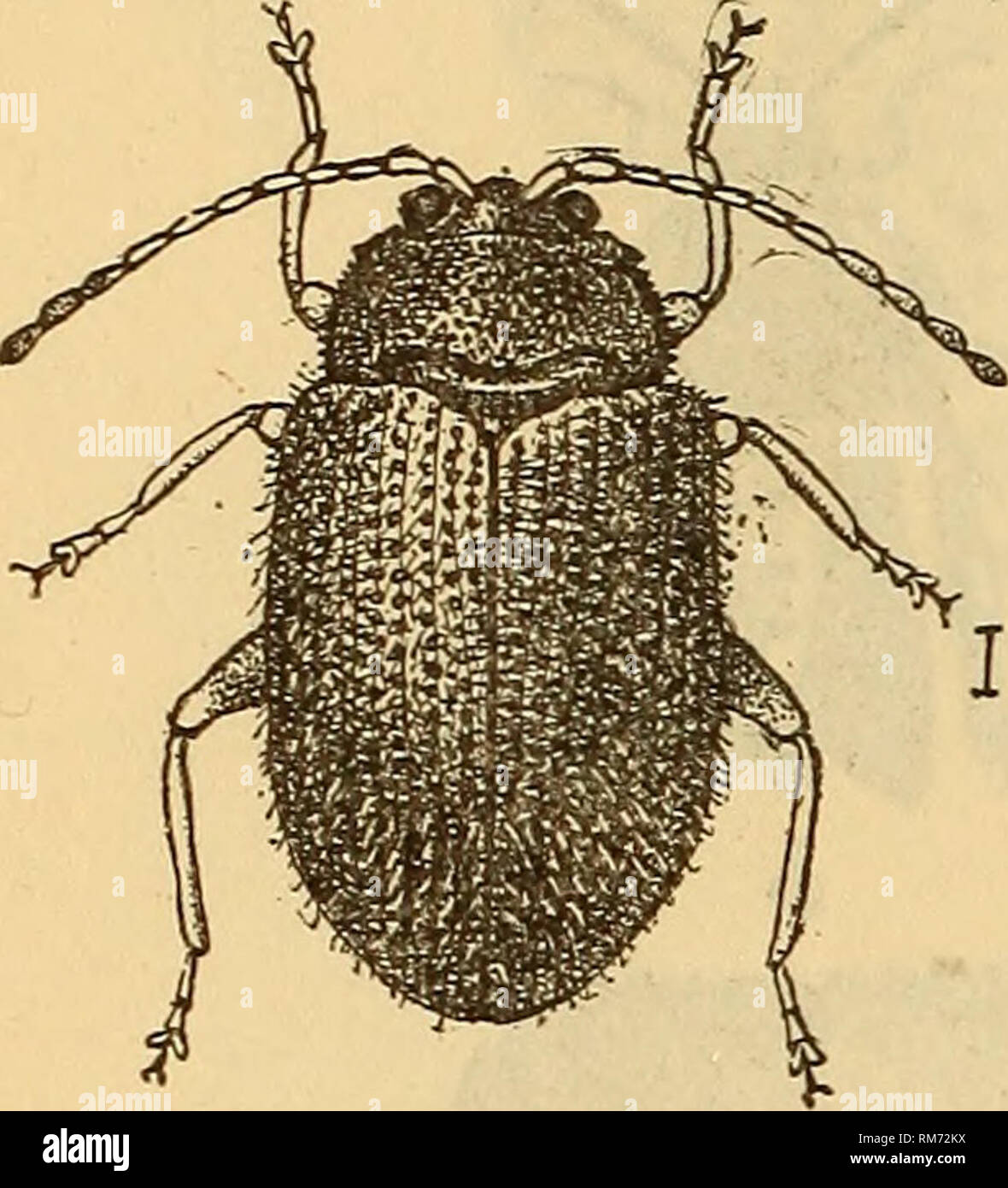 Plaster beetles hi-res stock photography and images - Alamy