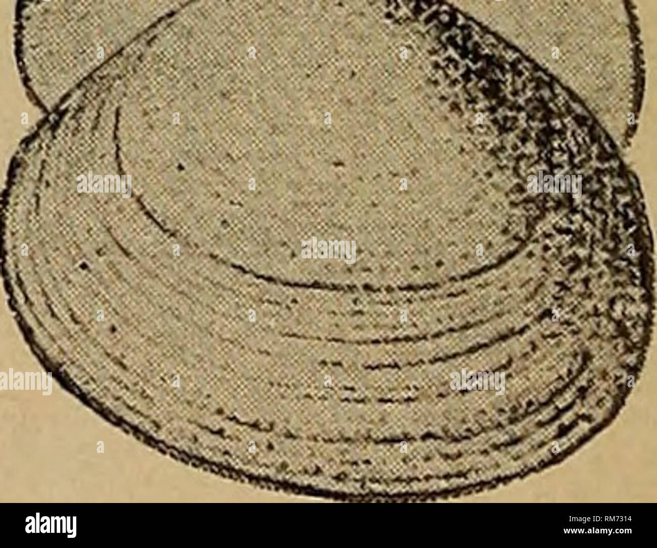Two lateral narrow ones hi-res stock photography and images - Alamy