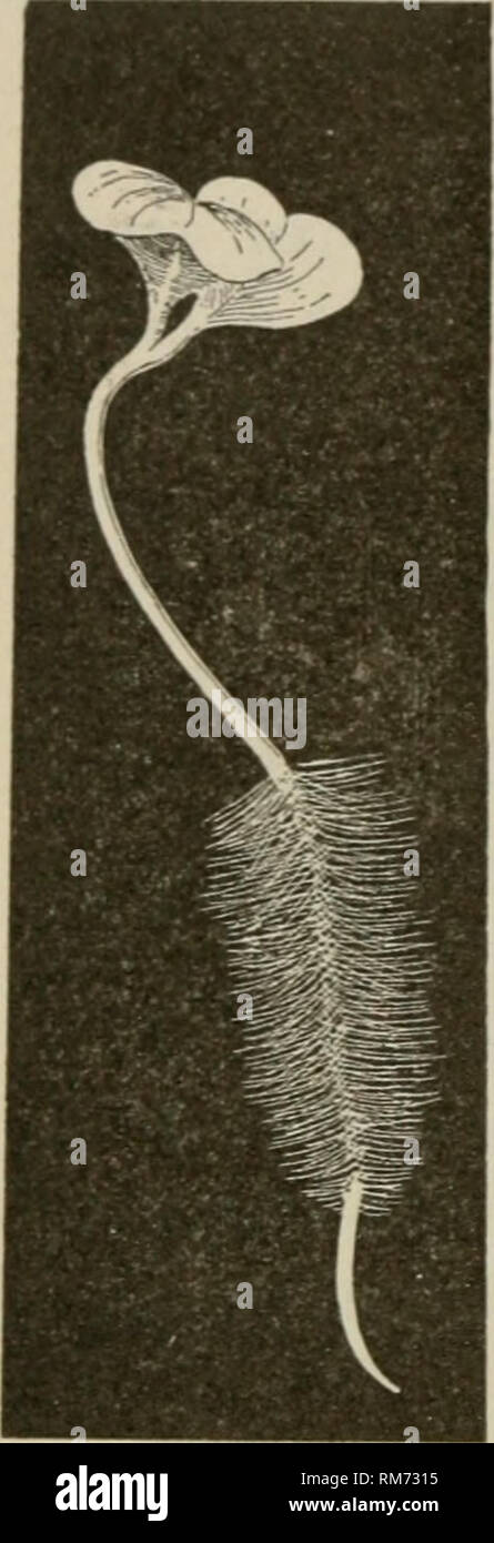 Root hairs of radish hi-res stock photography and images - Alamy