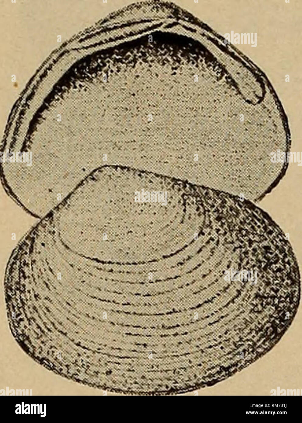 Two lateral narrow ones hi-res stock photography and images - Alamy