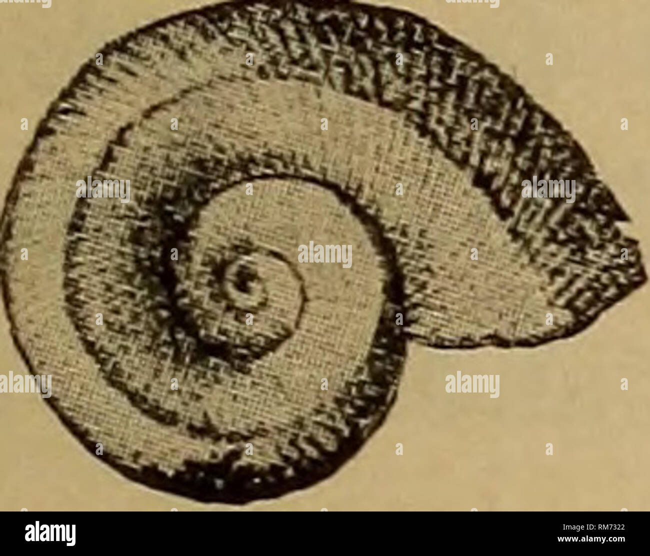 . Annual report of the Regents. New York State Museum; Science. NIAGARA ...