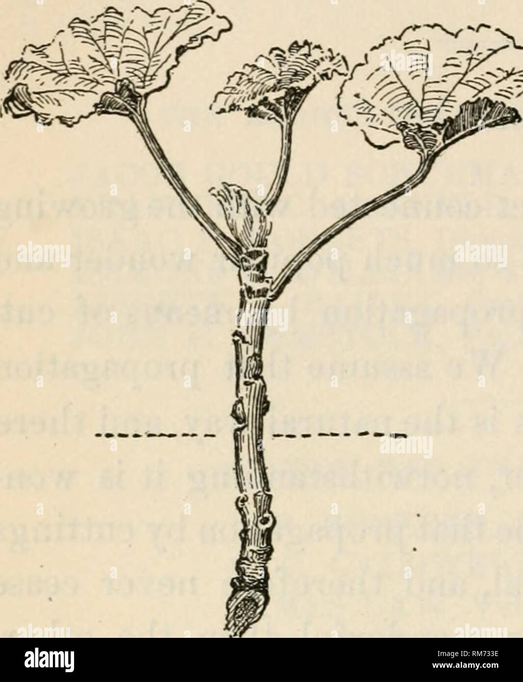 Geranium cutting roots hi-res stock photography and images - Alamy
