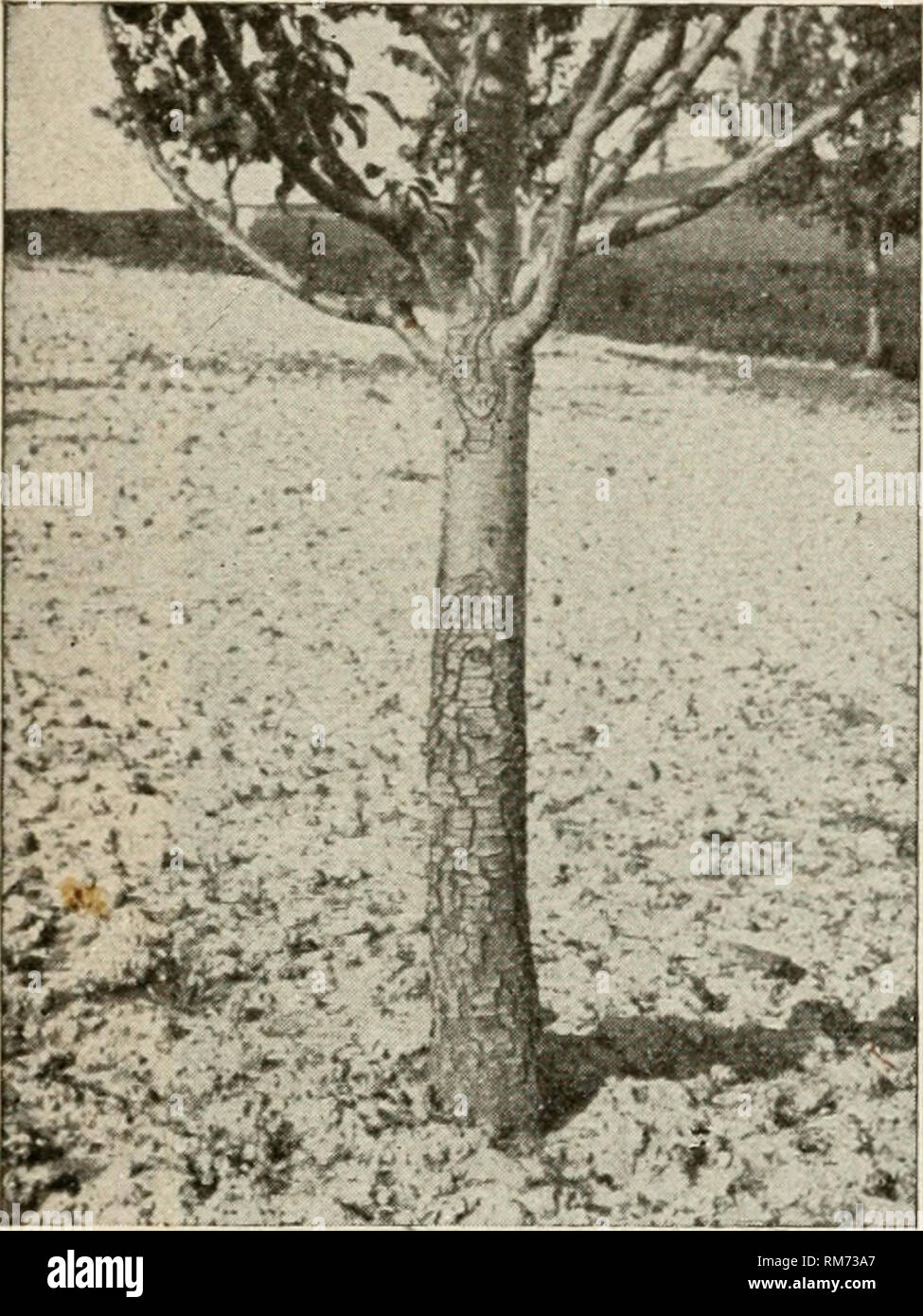 Upturned tree roots hi-res stock photography and images - Alamy