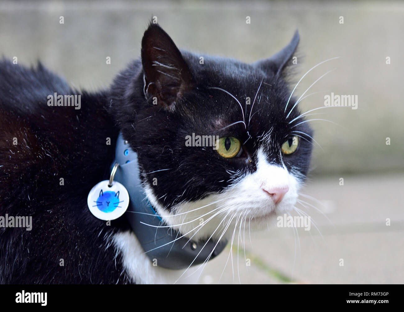 Battersea dogs home hi-res stock photography and images - Alamy