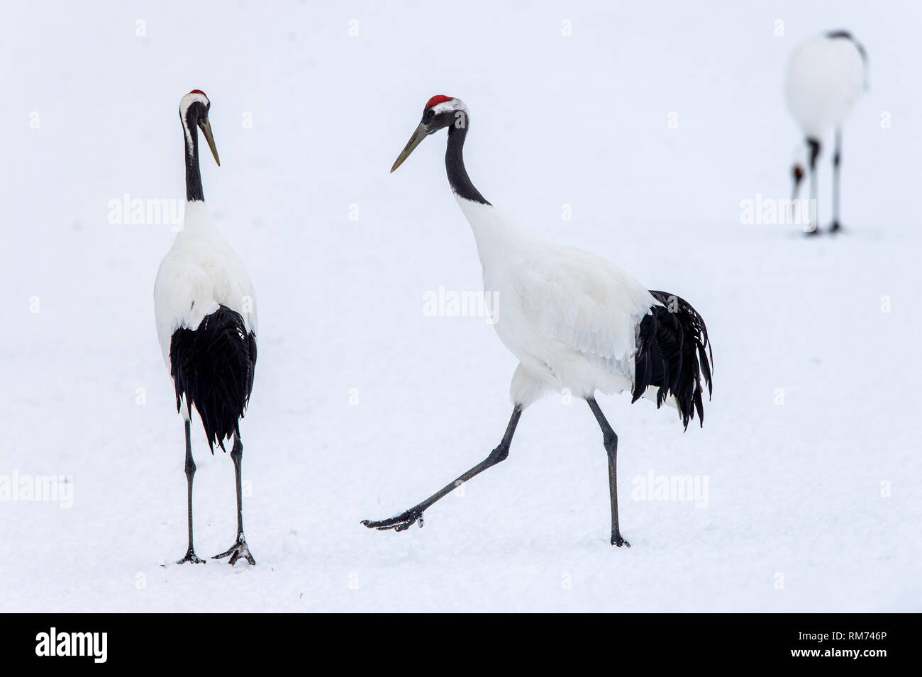 Dancing Cranes. The ritual marriage dance of cranes. The red-crowned ...