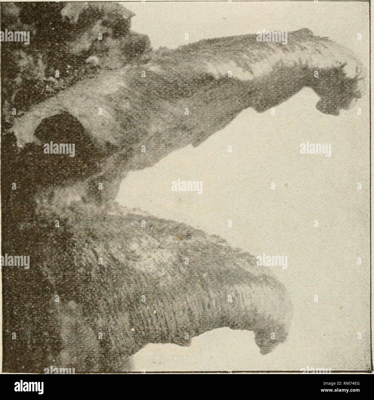 Heart rot of a tree trunk hi-res stock photography and images - Alamy