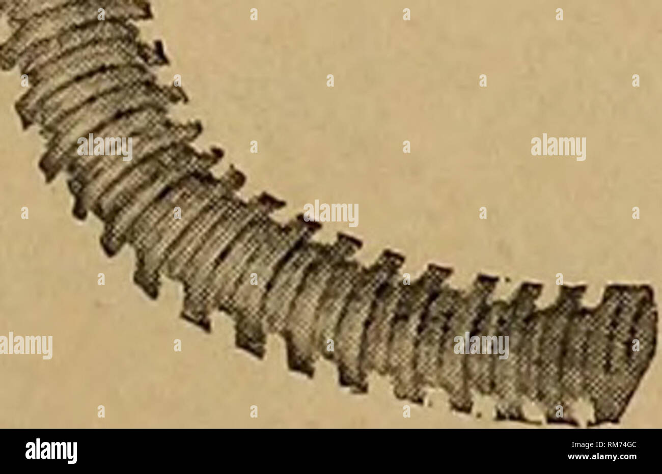 Stephanocrinus gemmiformis hall hi-res stock photography and images - Alamy