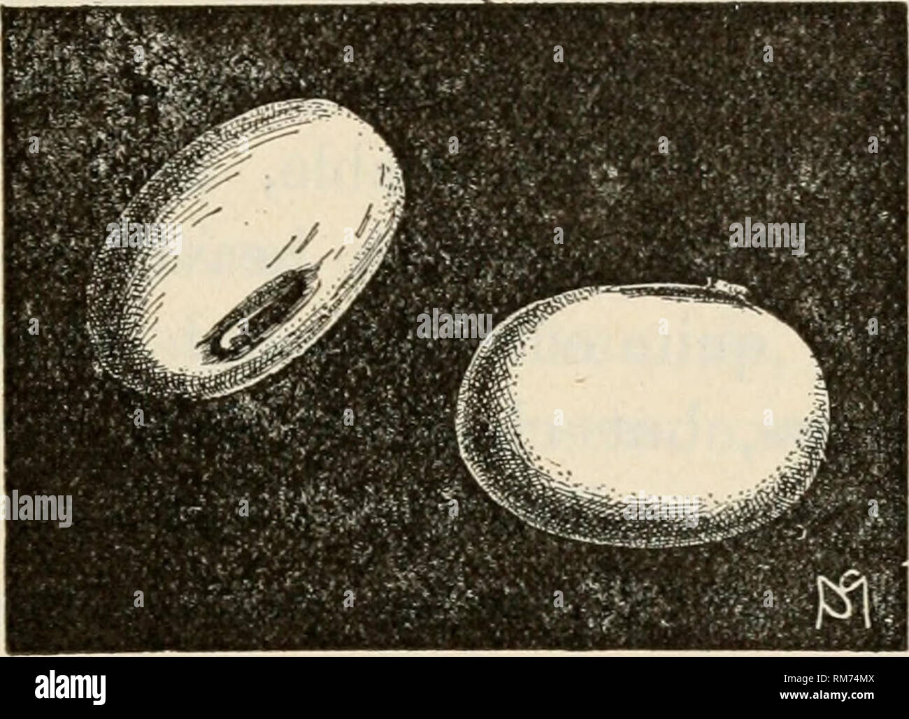 Prominent seed pod hi-res stock photography and images - Alamy