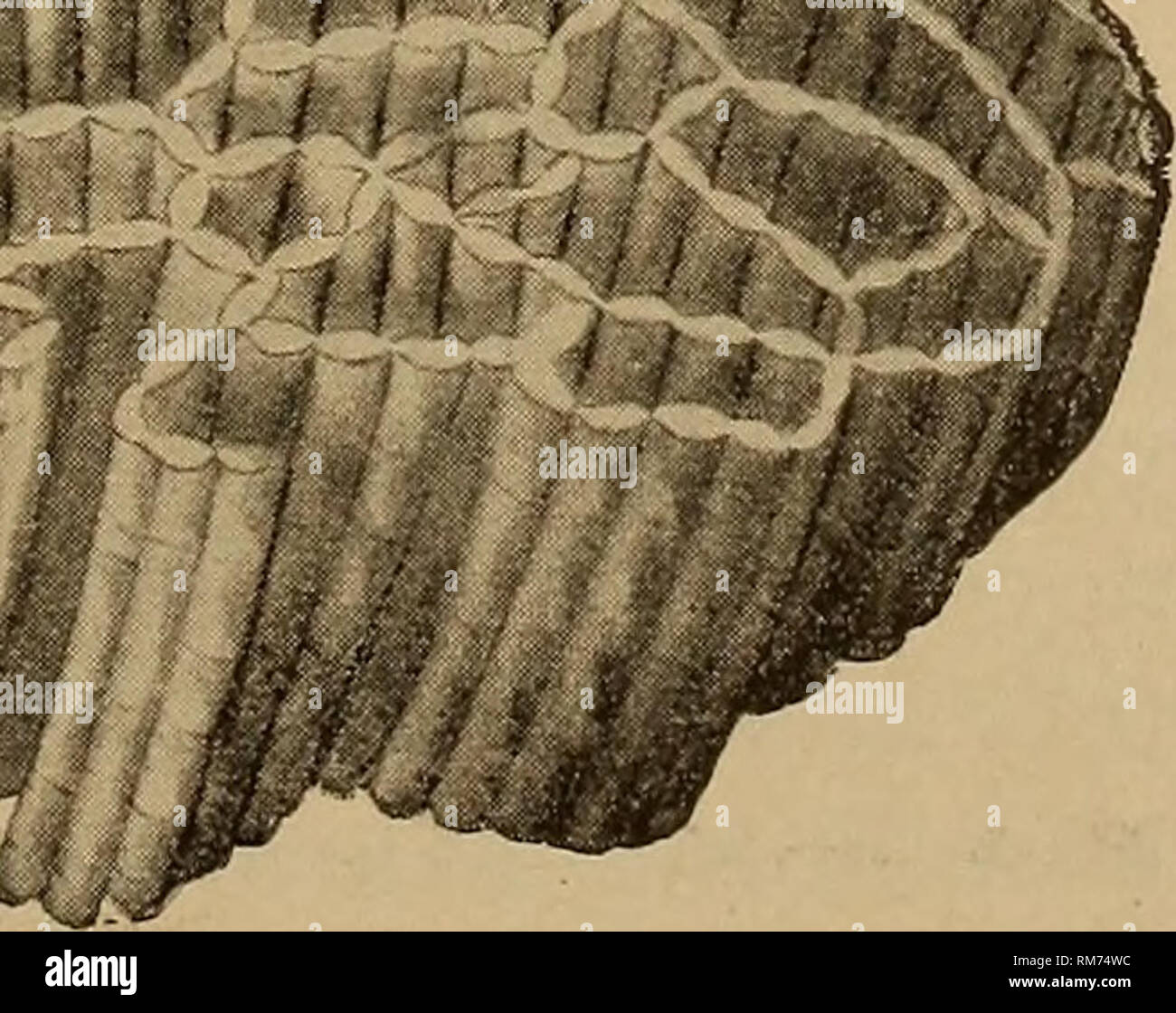 Halysites hi-res stock photography and images - Alamy