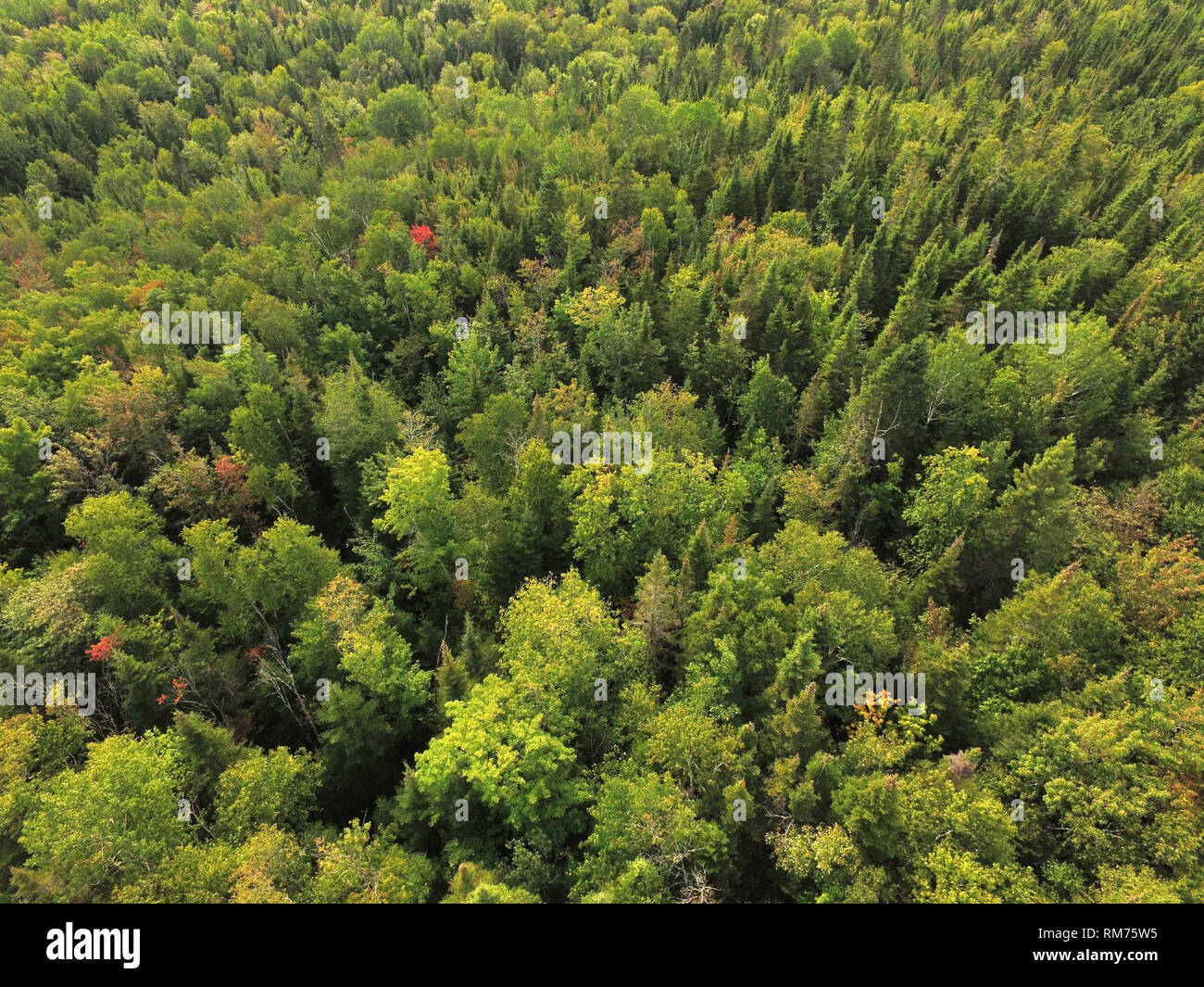 Boreal forest aerial canada hi-res stock photography and images - Alamy