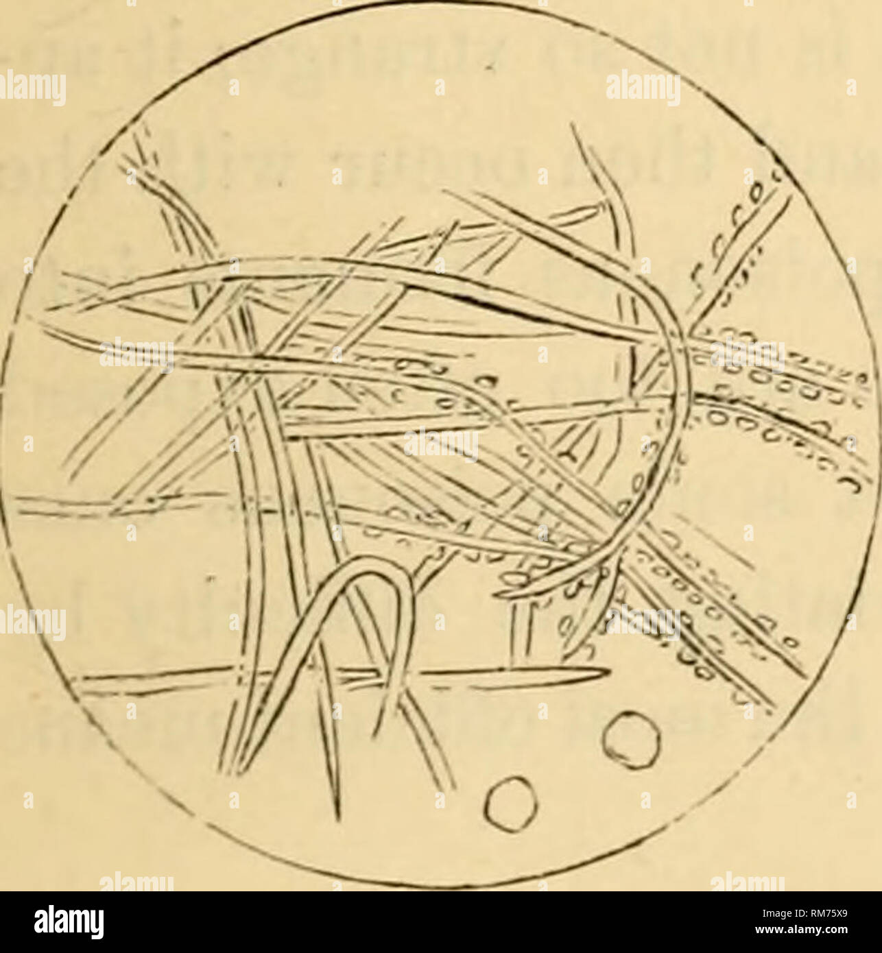 Pig blood sample hi-res stock photography and images - Alamy