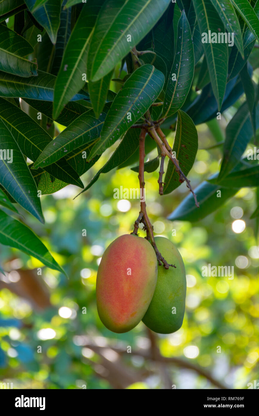 Tropical mango tree with big ripe mango fruits growing in orchard on ...