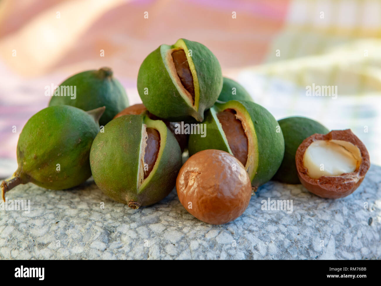 New harvest of ripe fresh Australian macadamia nuts in shell with ...