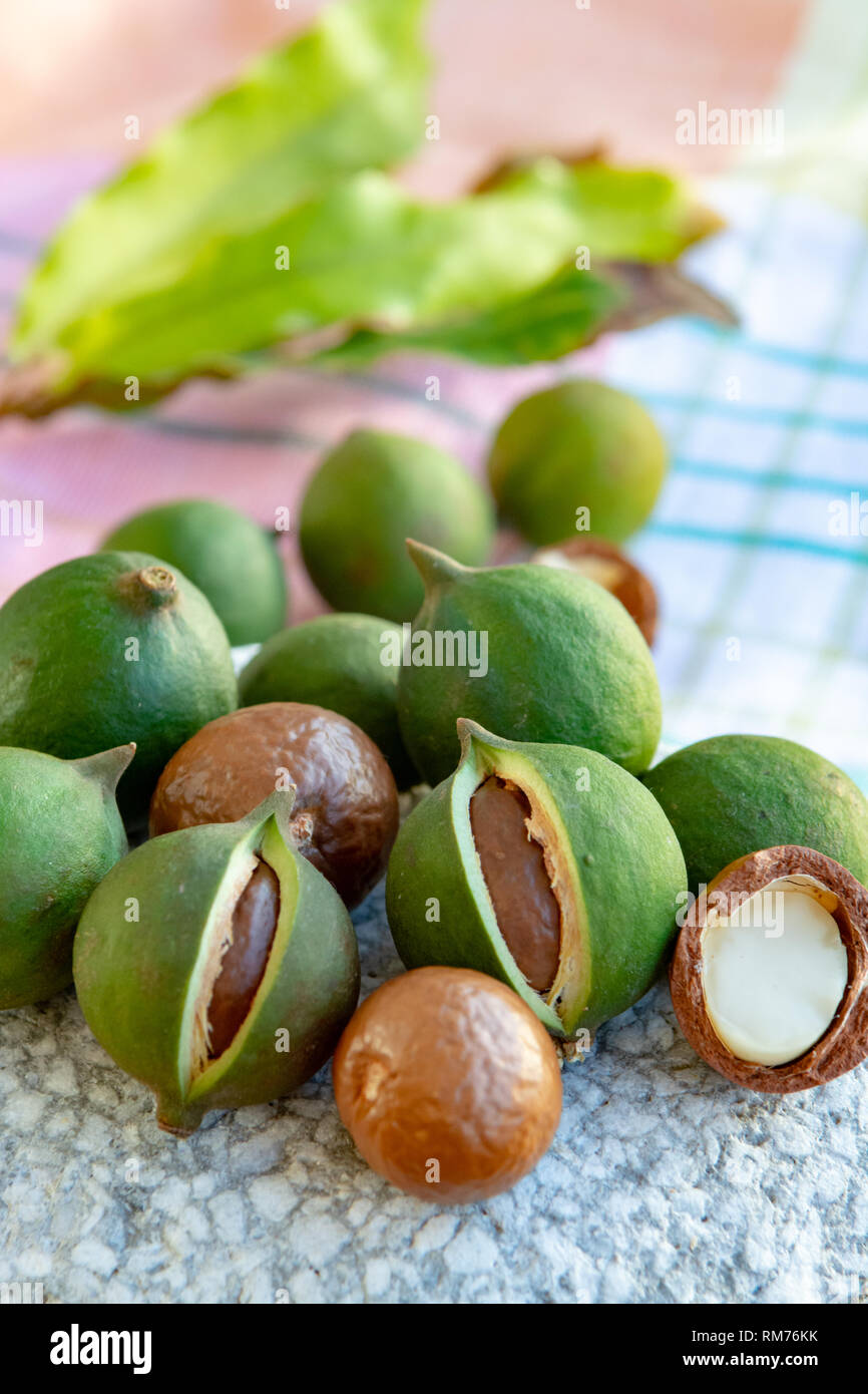 New harvest of ripe fresh Australian macadamia nuts in shell with ...