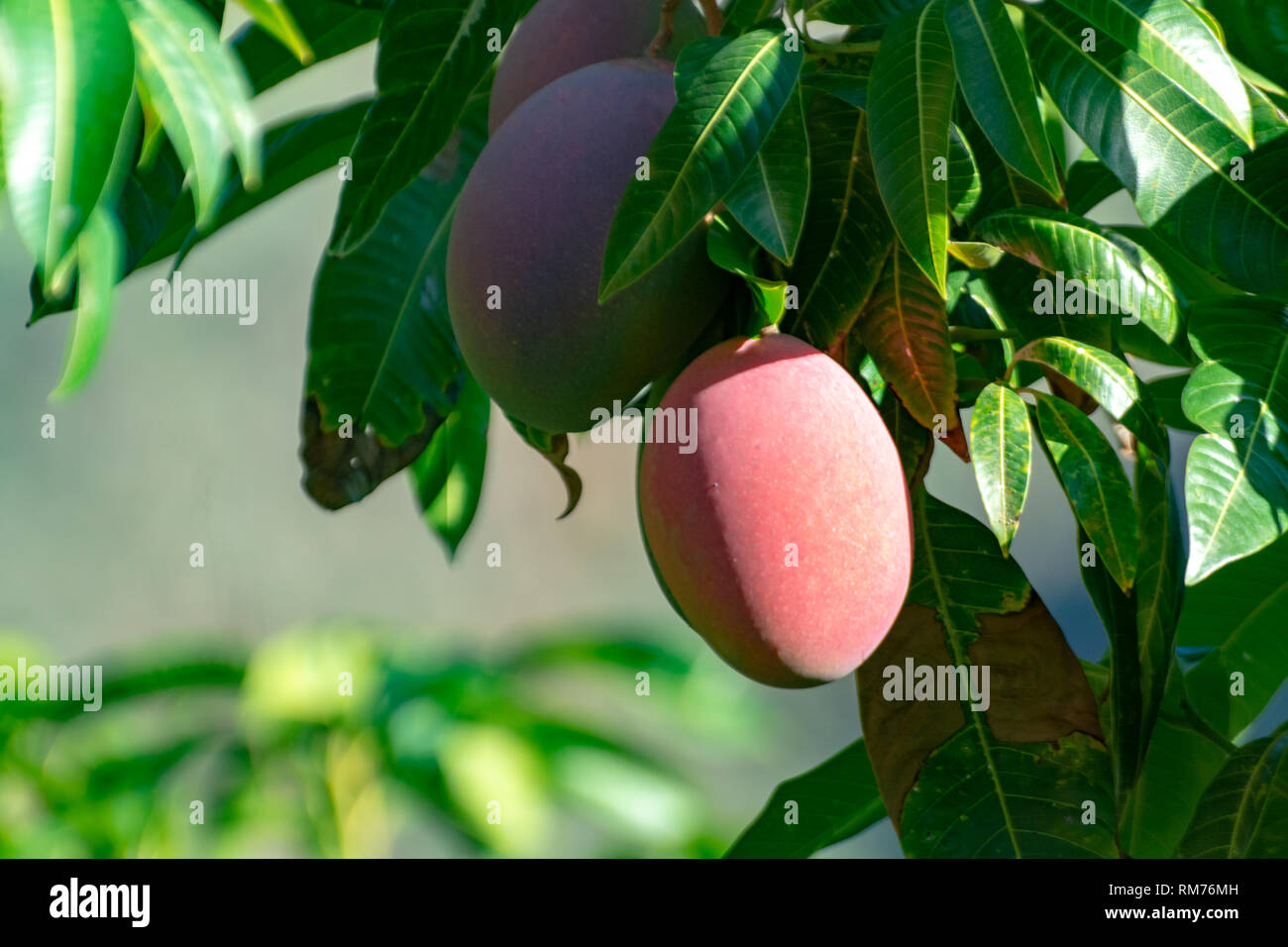Tropical mango tree with big ripe mango fruits growing in orchard on ...