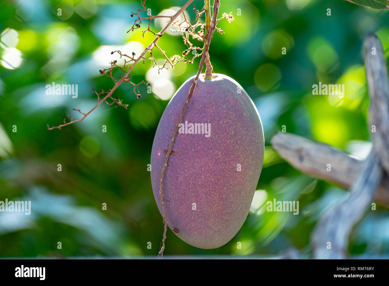 Tropical mango tree with big ripe mango fruits growing in orchard on ...