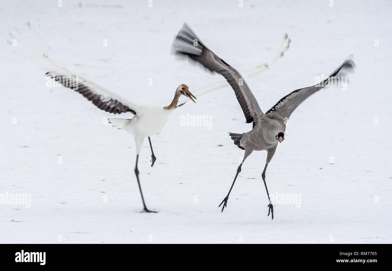Japanese crane snow hi-res stock photography and images - Alamy