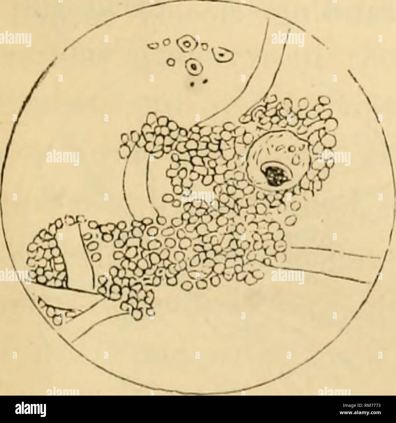 Curding hi-res stock photography and images - Alamy