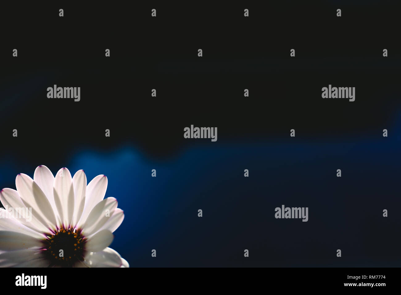 Beautiful and delicate white female flower dark background illuminated ...