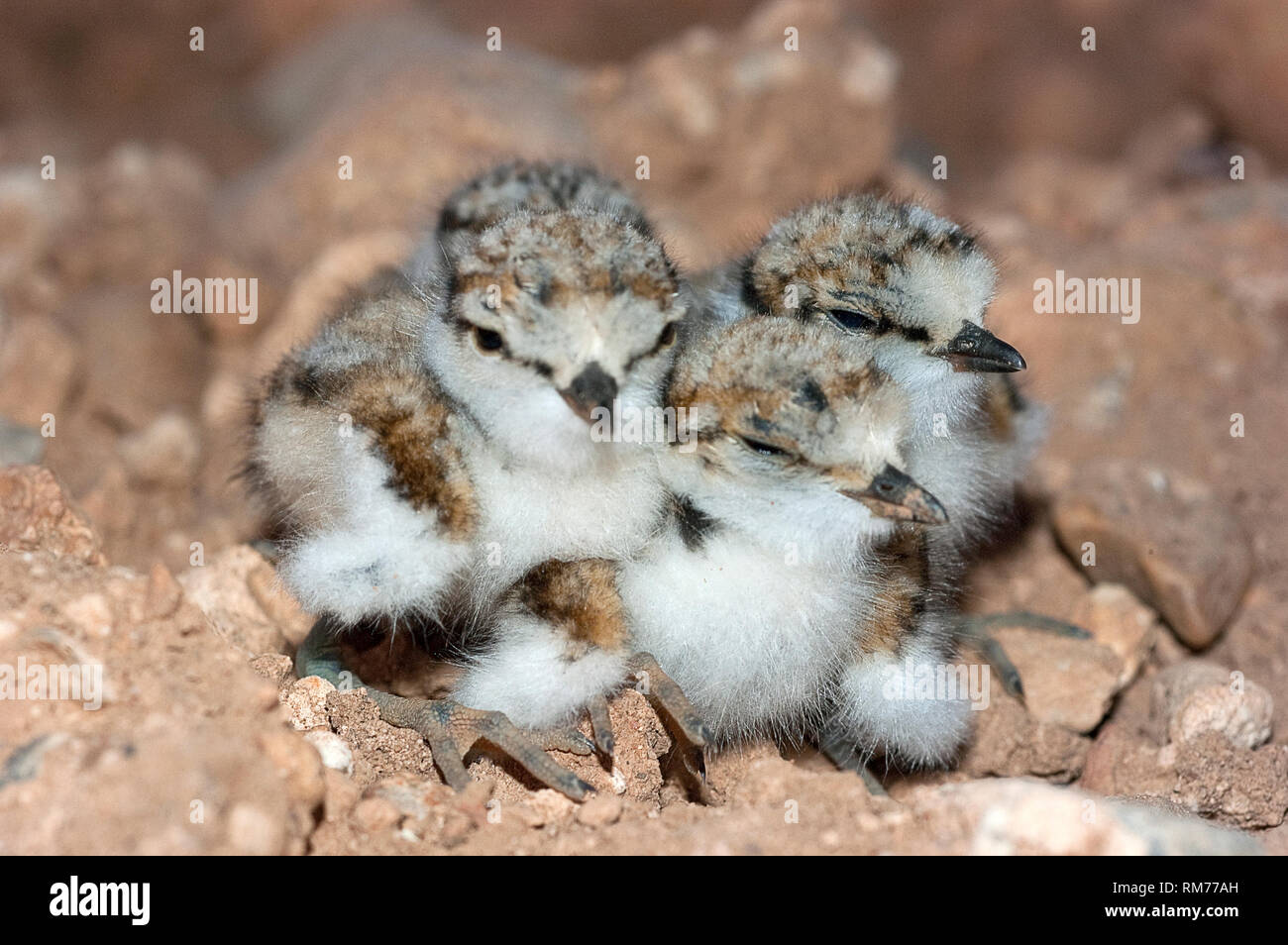Little Ringed Plover (Charadrius dubius), young Stock Photo - Alamy