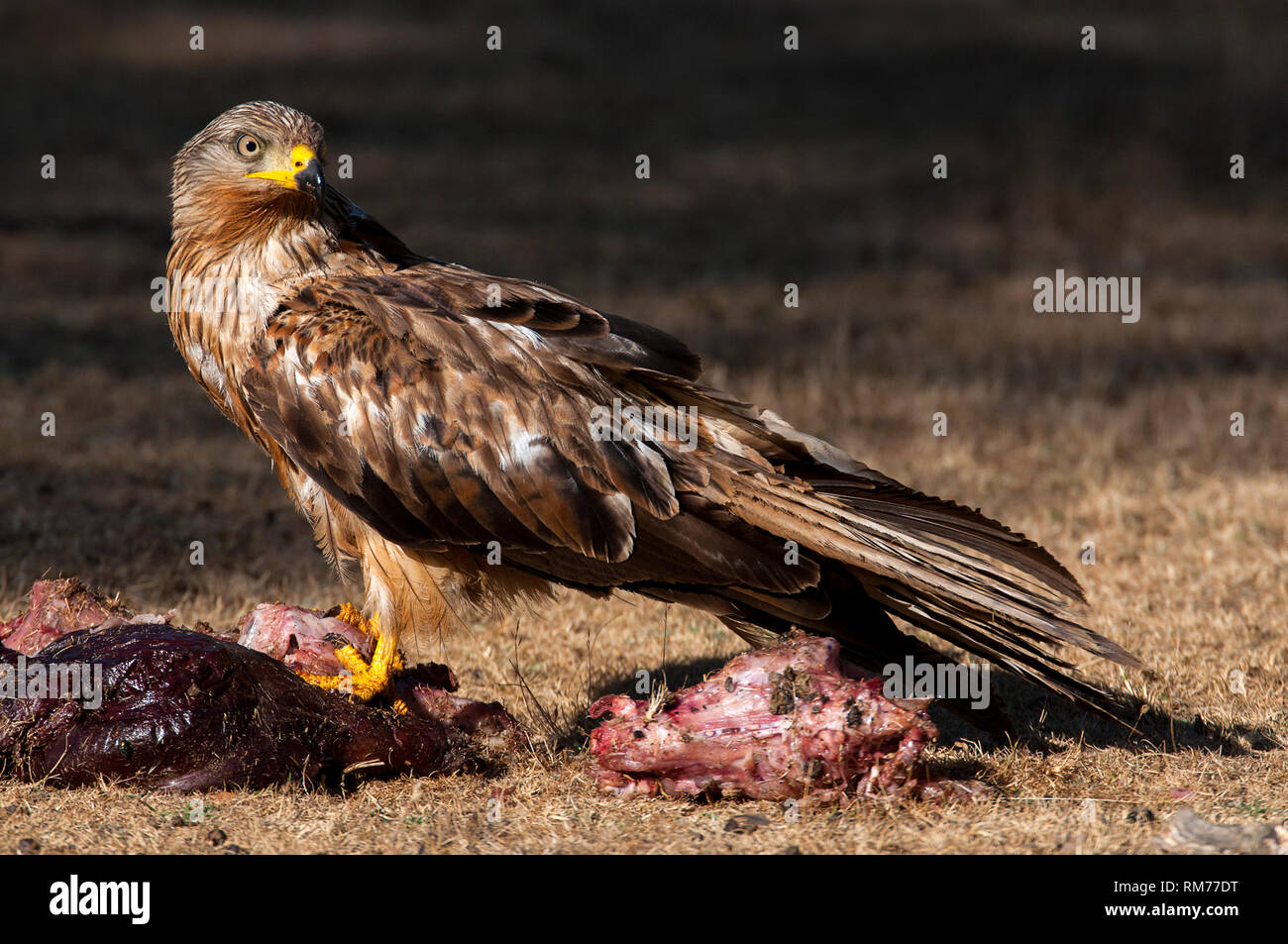 Red kite, Milvus milvus, eating carrion on the ground Stock Photo - Alamy