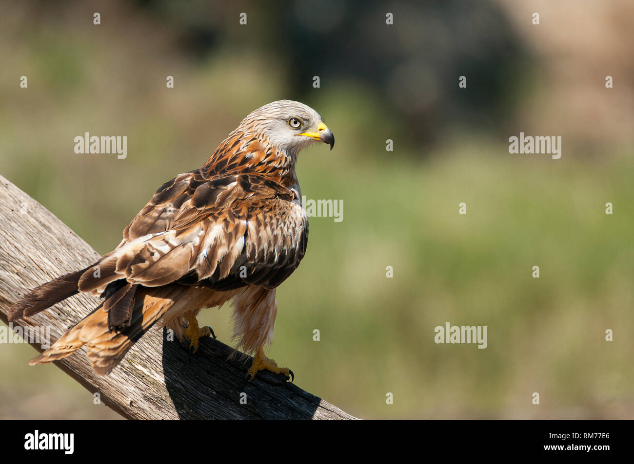 Hawks flying silhouette hi-res stock photography and images - Alamy