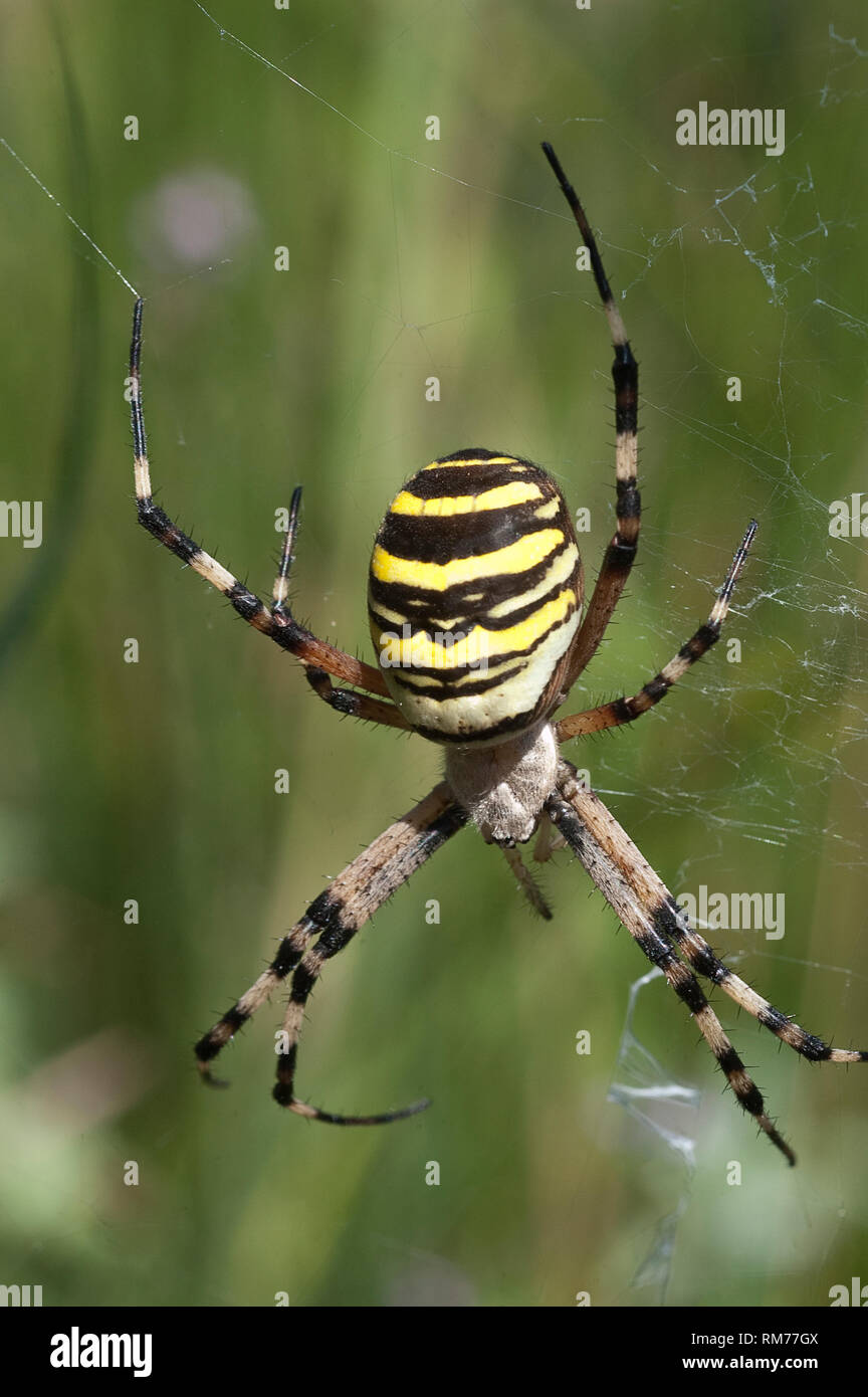 Tiger spider (Scytodes globula), hanging on its spider web Stock Photo ...