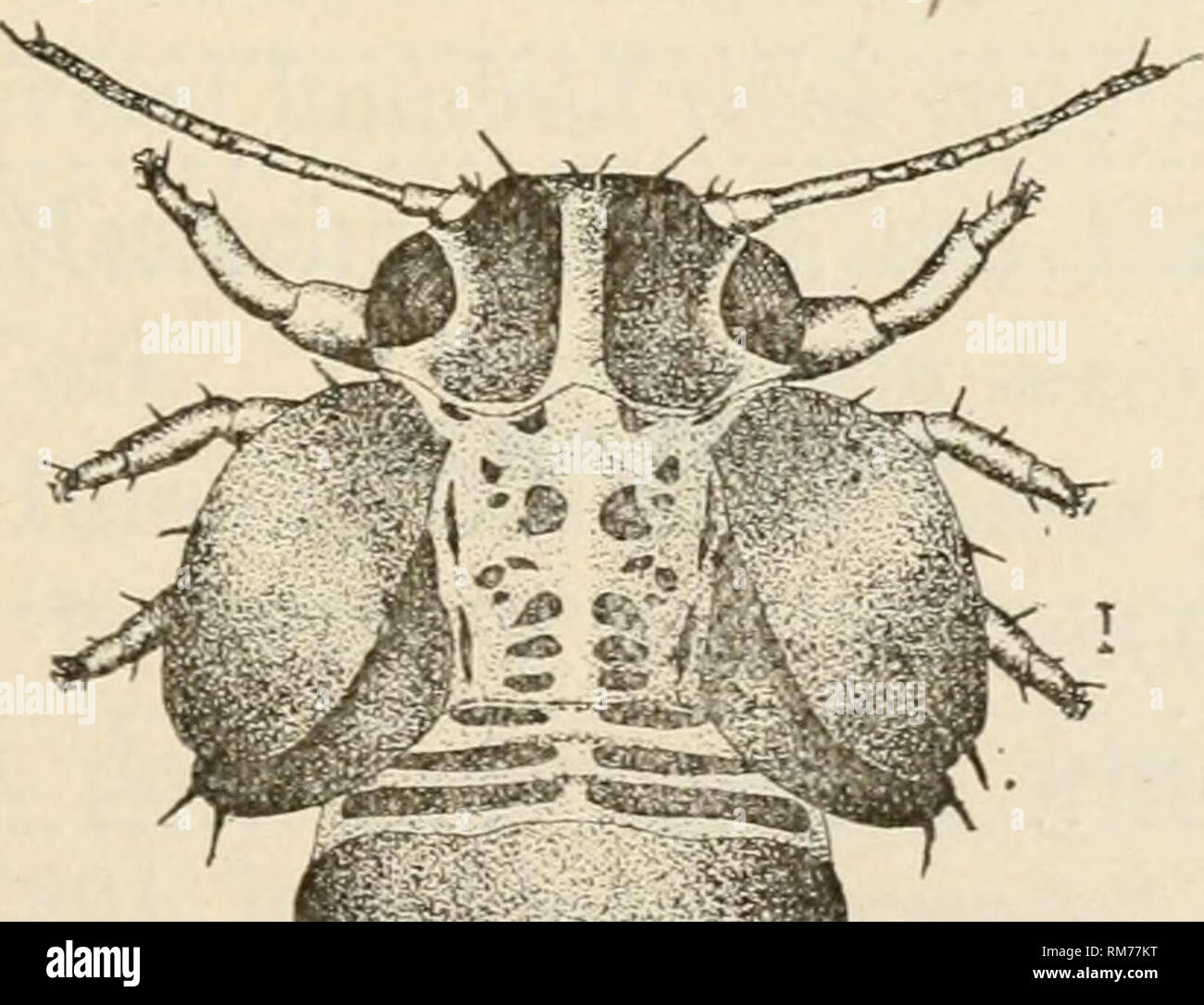 Pear psylla hi-res stock photography and images - Alamy