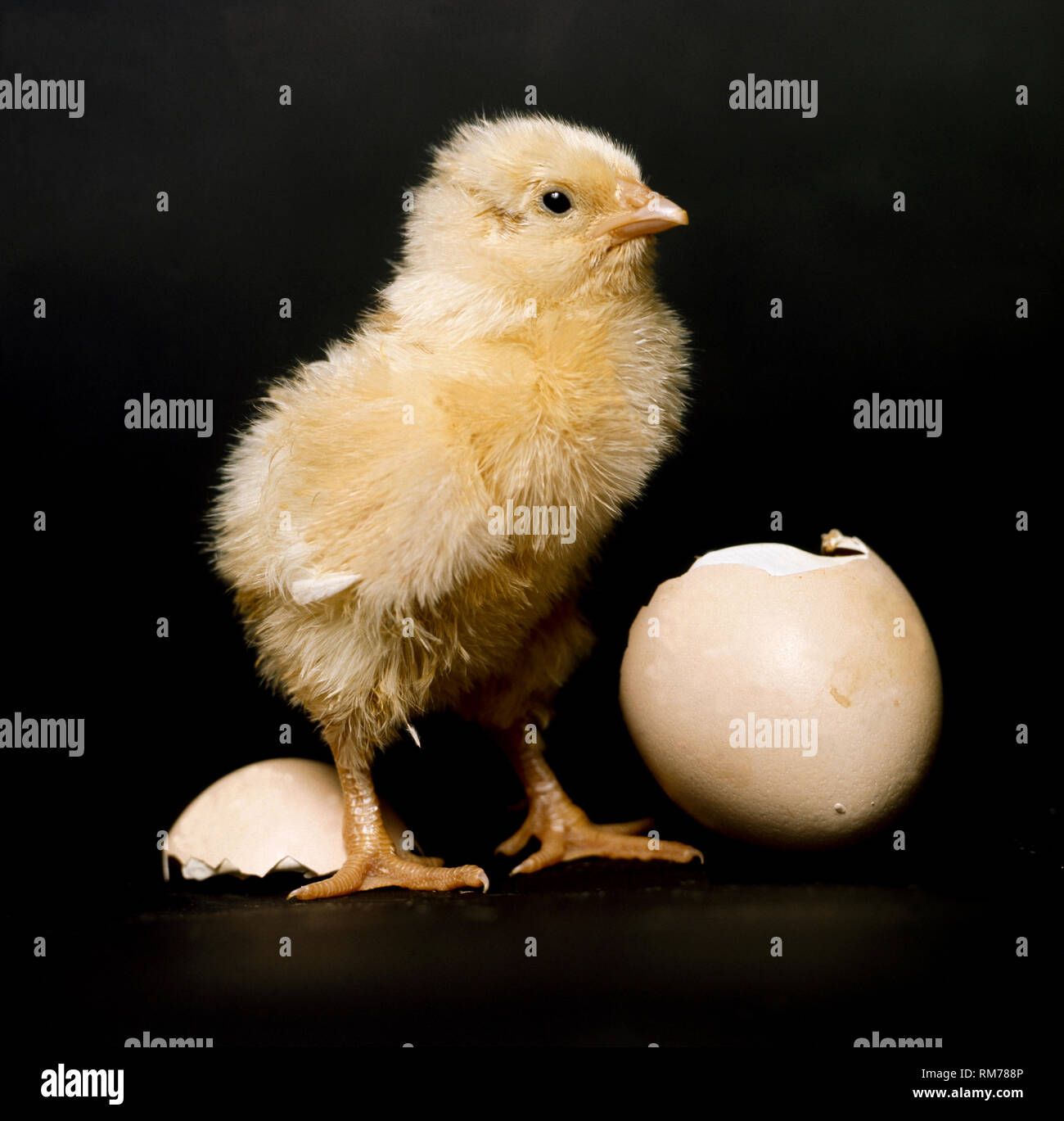 CHICKEN at eggshell Stock Photo - Alamy