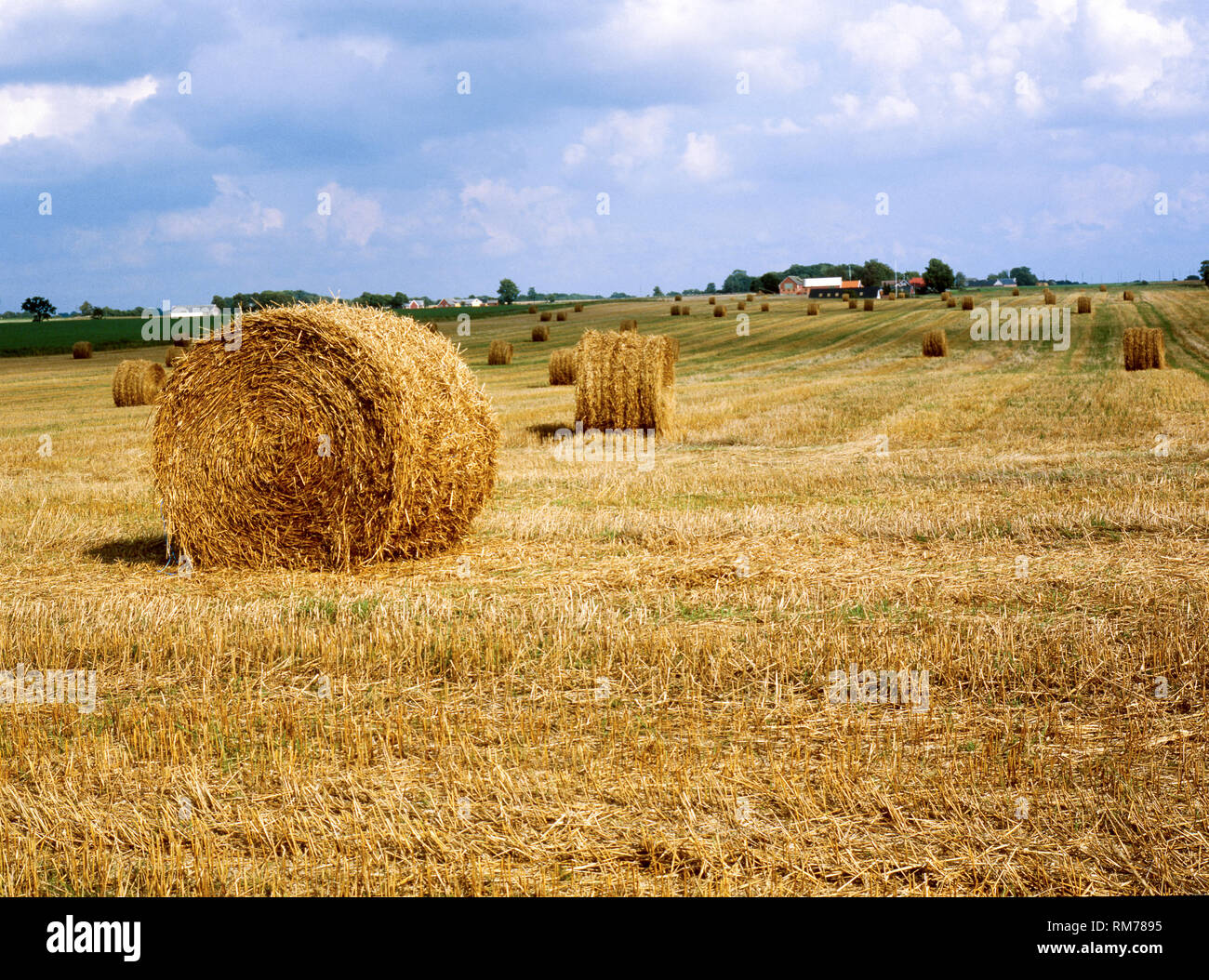 STRAW BALES on field Stock Photo - Alamy