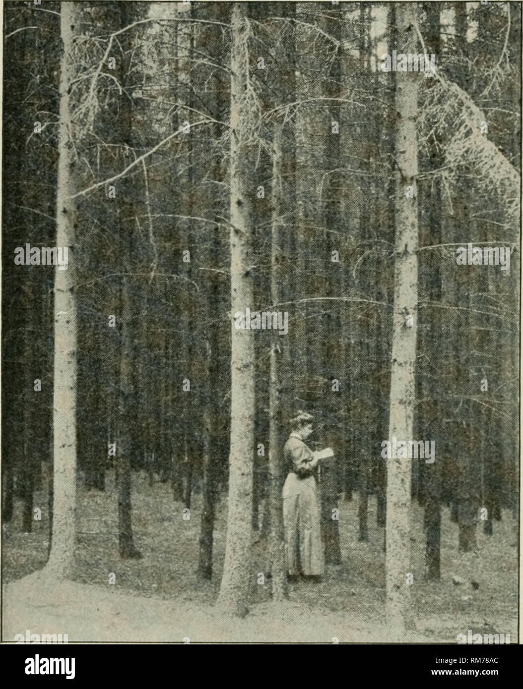 Reading tree rings hi-res stock photography and images - Alamy