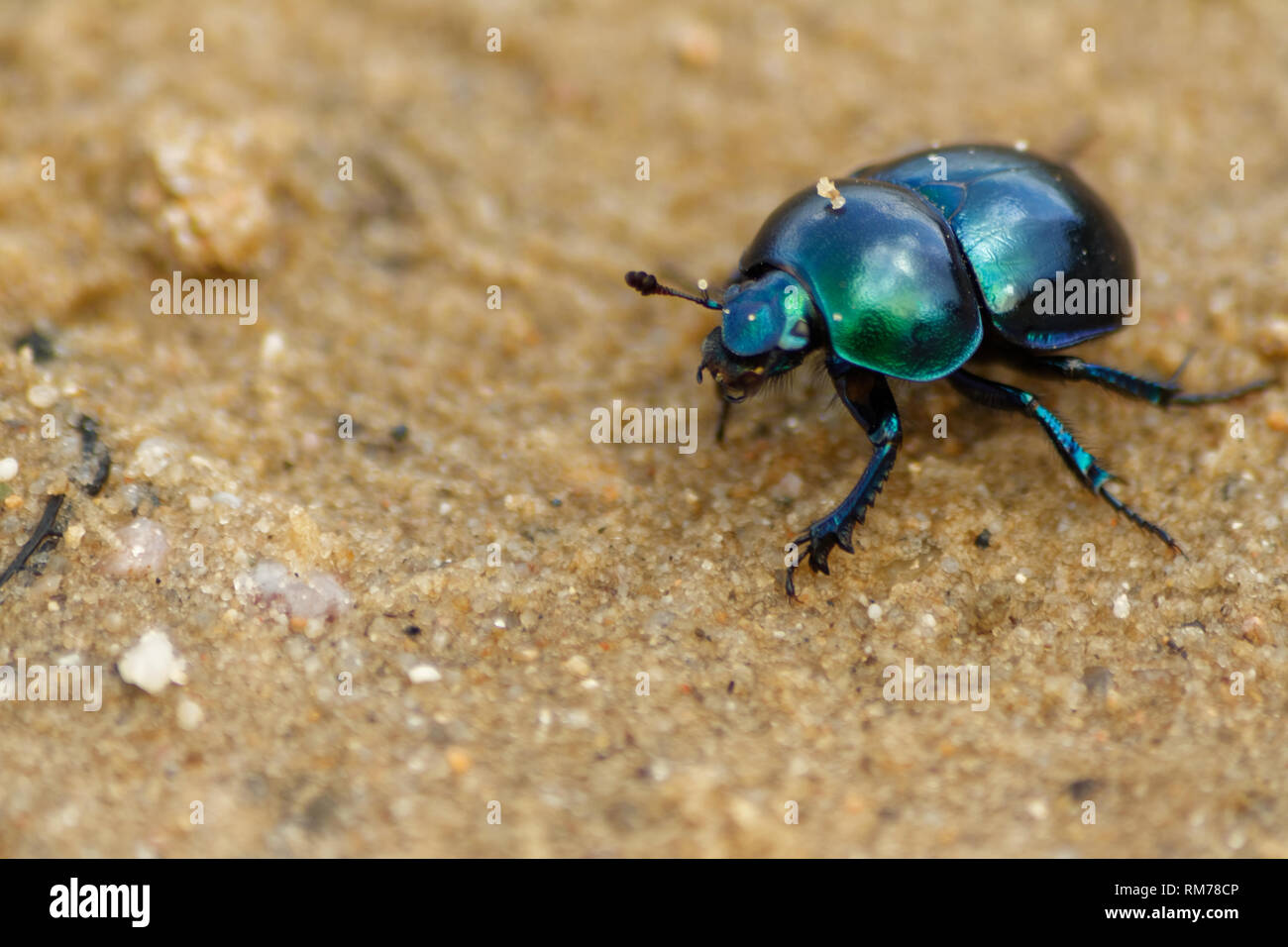Spring dor beetle (Trypocopris vernalis Stock Photo - Alamy