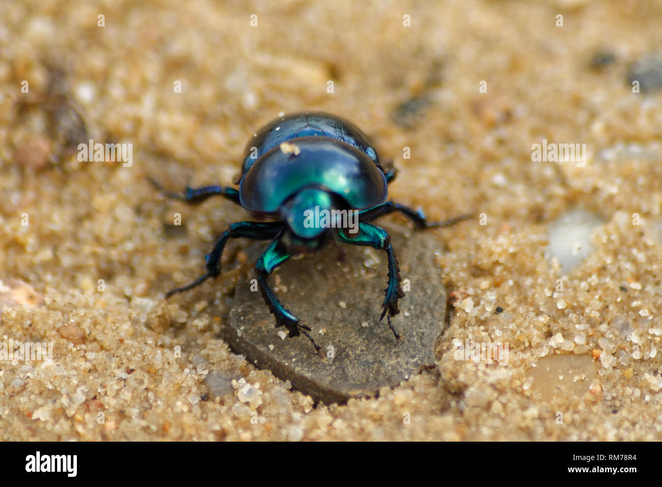 Spring dor beetle (Trypocopris vernalis Stock Photo - Alamy