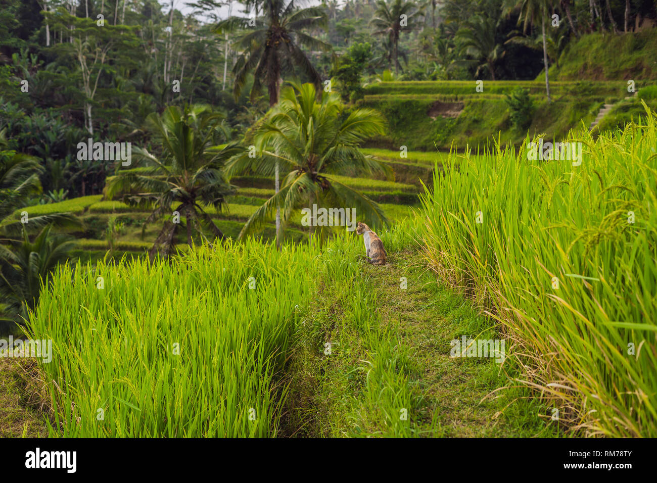 Cat on Green cascade rice field plantation at Tegalalang terrace. Bali ...