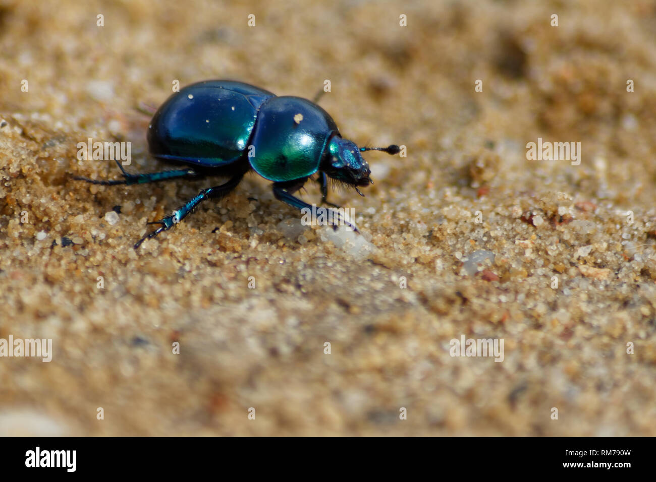 Spring dor beetle (Trypocopris vernalis Stock Photo - Alamy