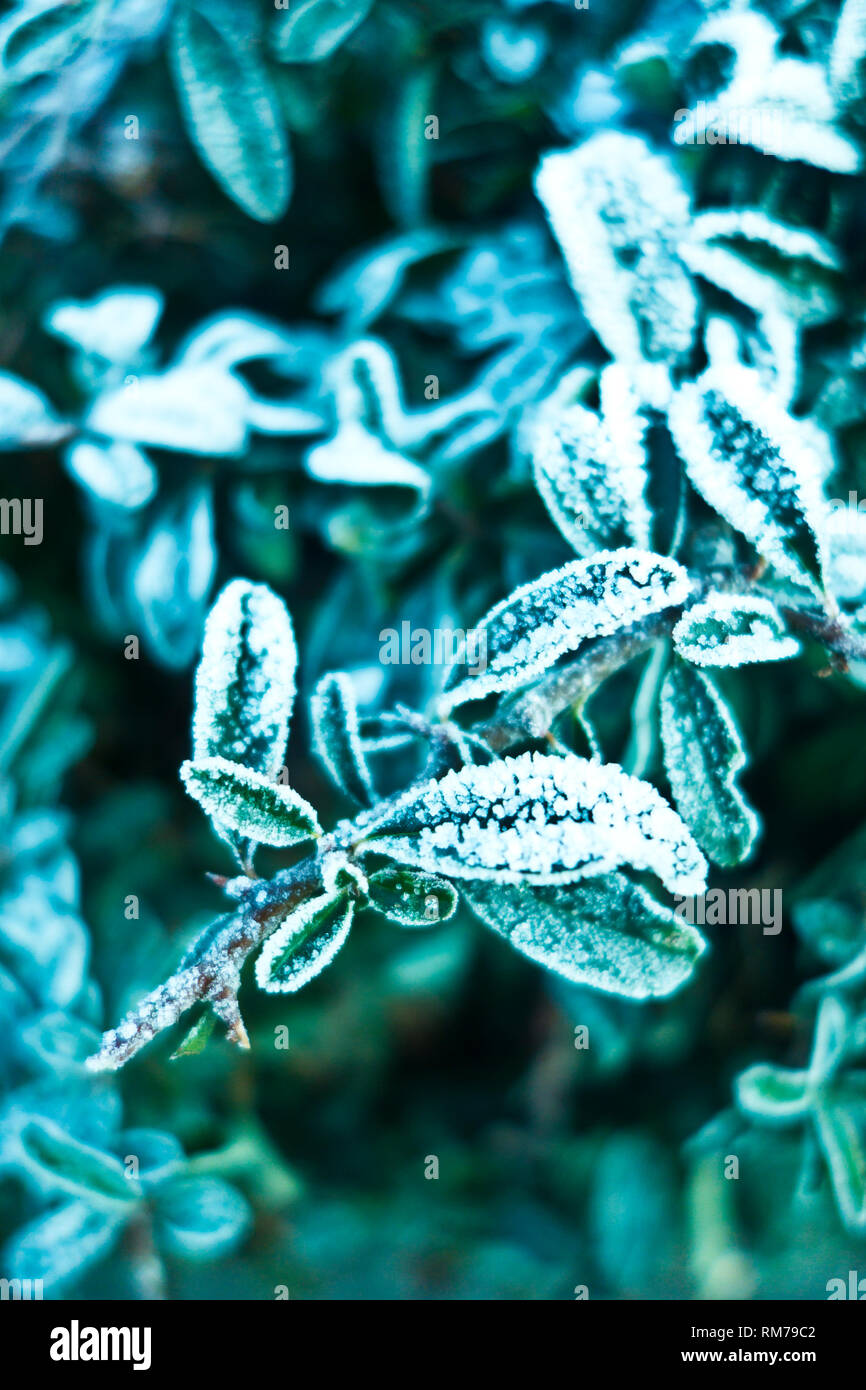 close up background of leaves with frost over it Stock Photo - Alamy
