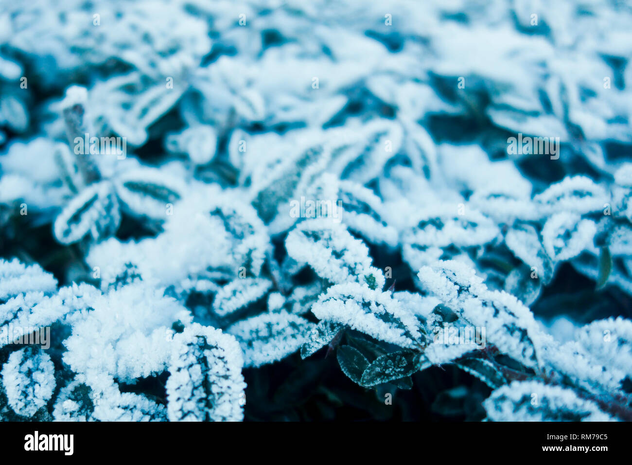 close up background of leaves with frost over it Stock Photo - Alamy