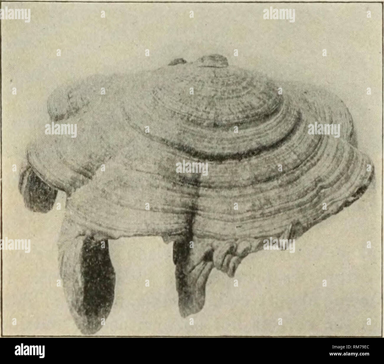 New york state mushrooms hi-res stock photography and images - Alamy