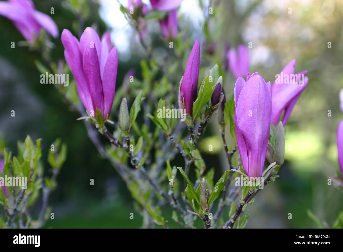 Magnolia tree Summer flowers Stock Photo - Alamy