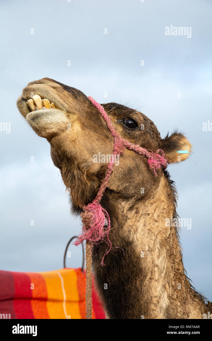 Camel teeth hi-res stock photography and images - Alamy
