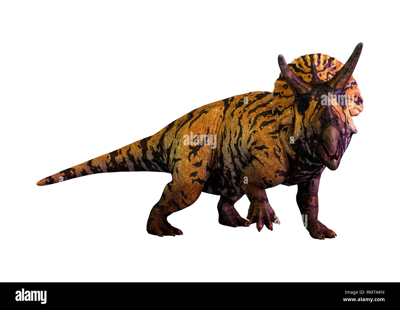 3D rendering of a dinosaur Triceratops isolated on white background ...