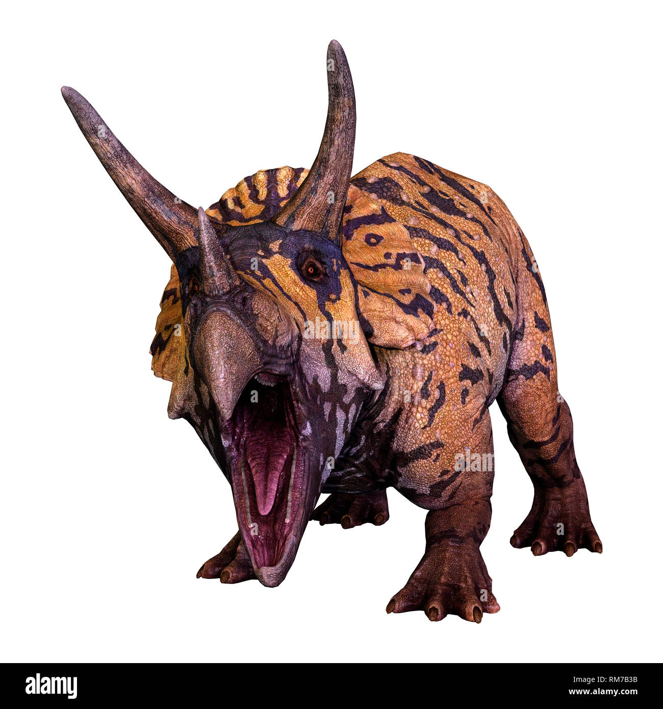 3D rendering of a dinosaur Triceratops isolated on white background ...