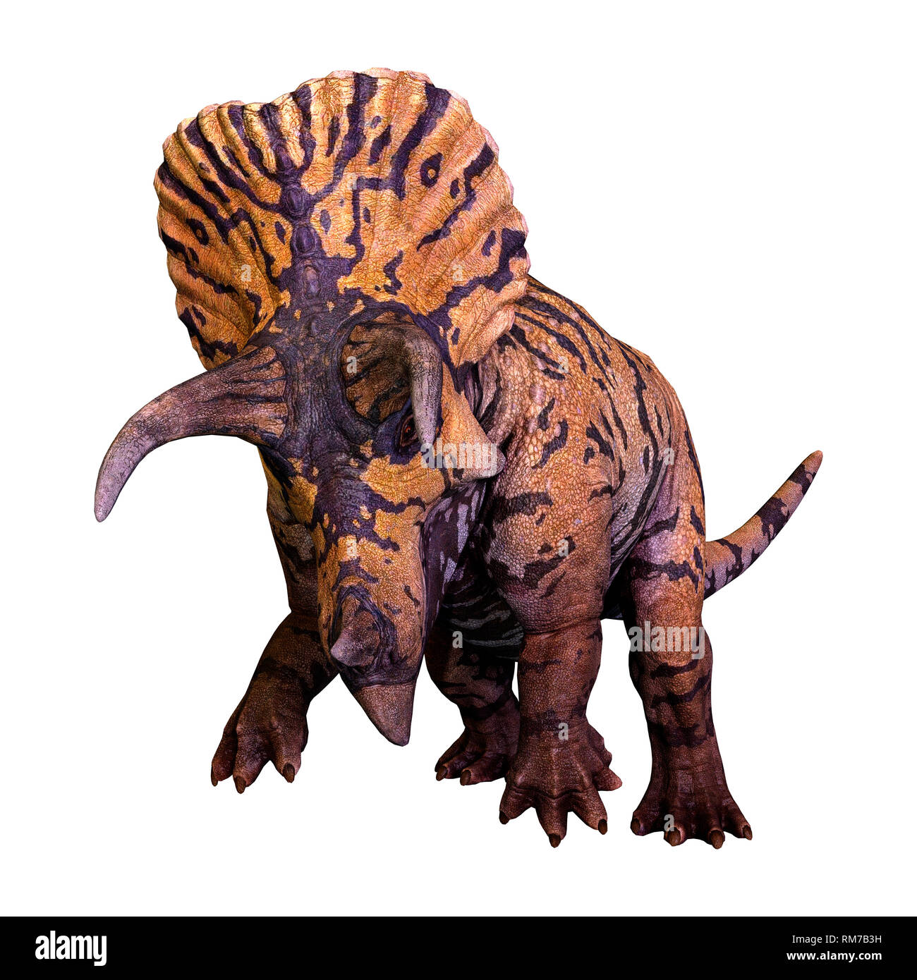 3D rendering of a dinosaur Triceratops isolated on white background ...
