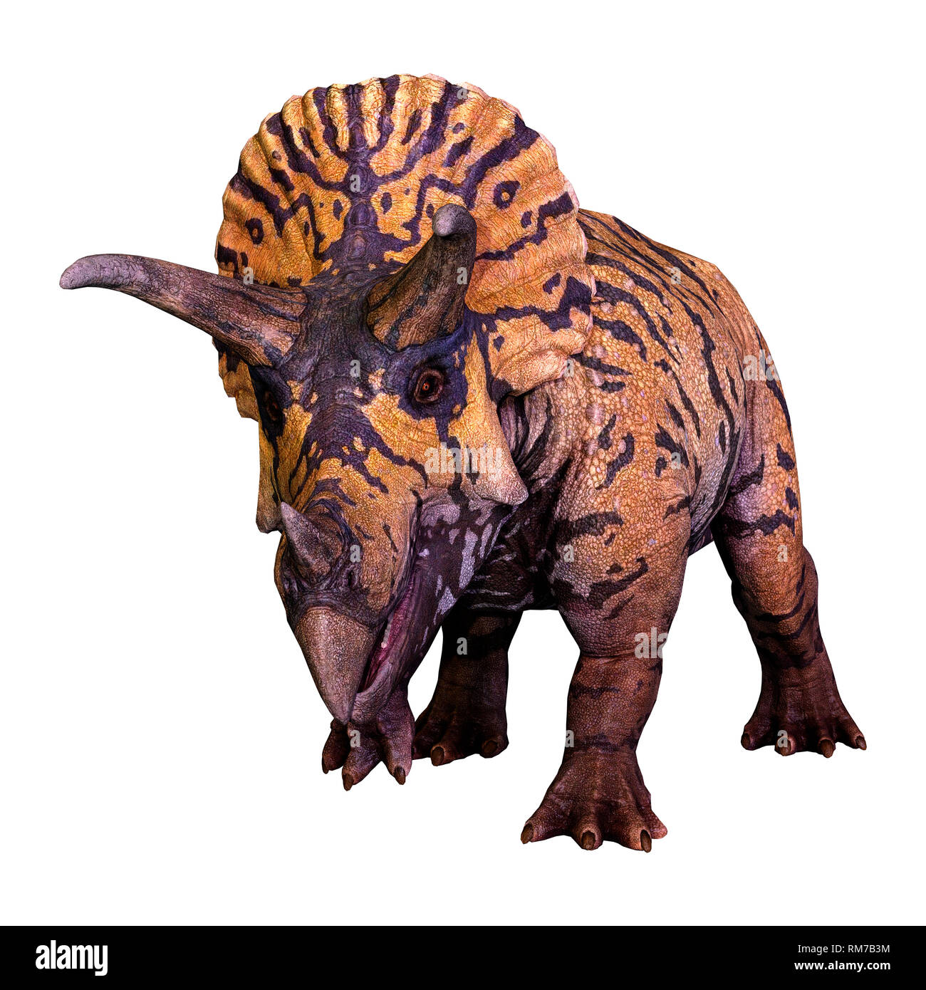 3D rendering of a dinosaur Triceratops isolated on white background ...